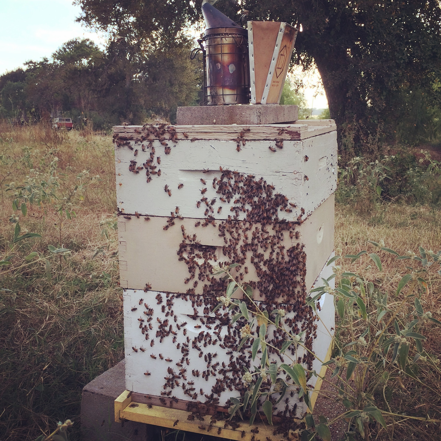 Texas Beekeeping 101